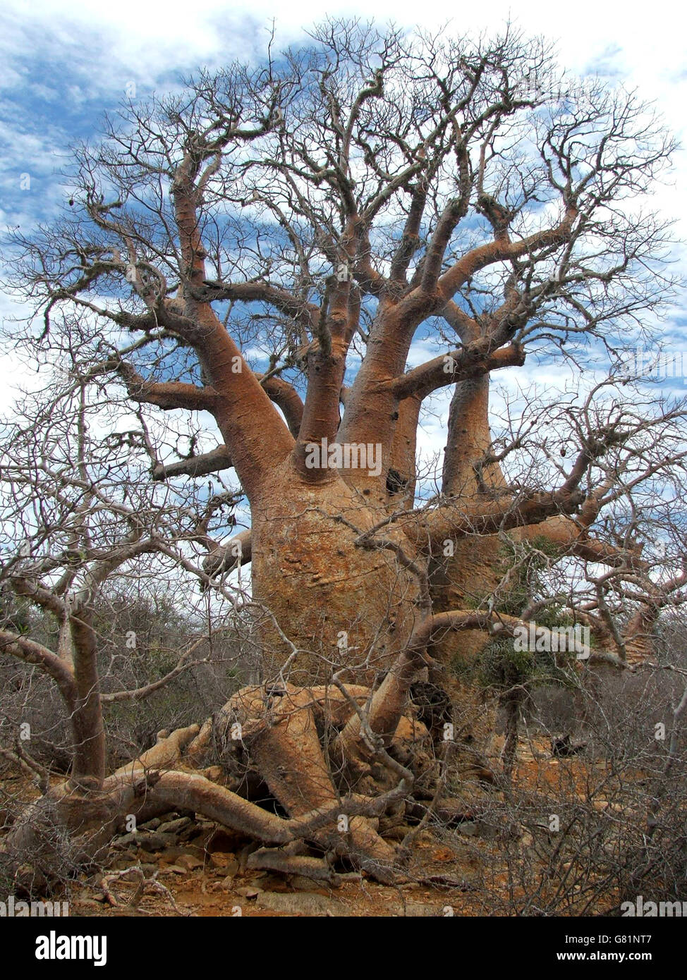 Madagascar dry deciduous forests hi-res stock photography and images ...