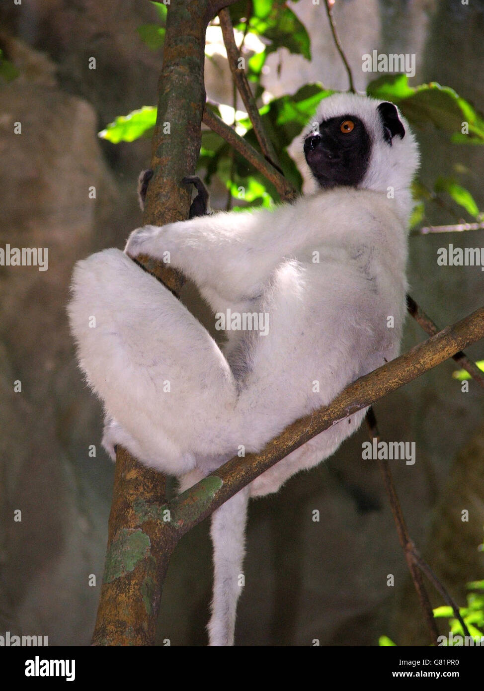 Silky Sifaka, Madagascar Stock Photo - Alamy