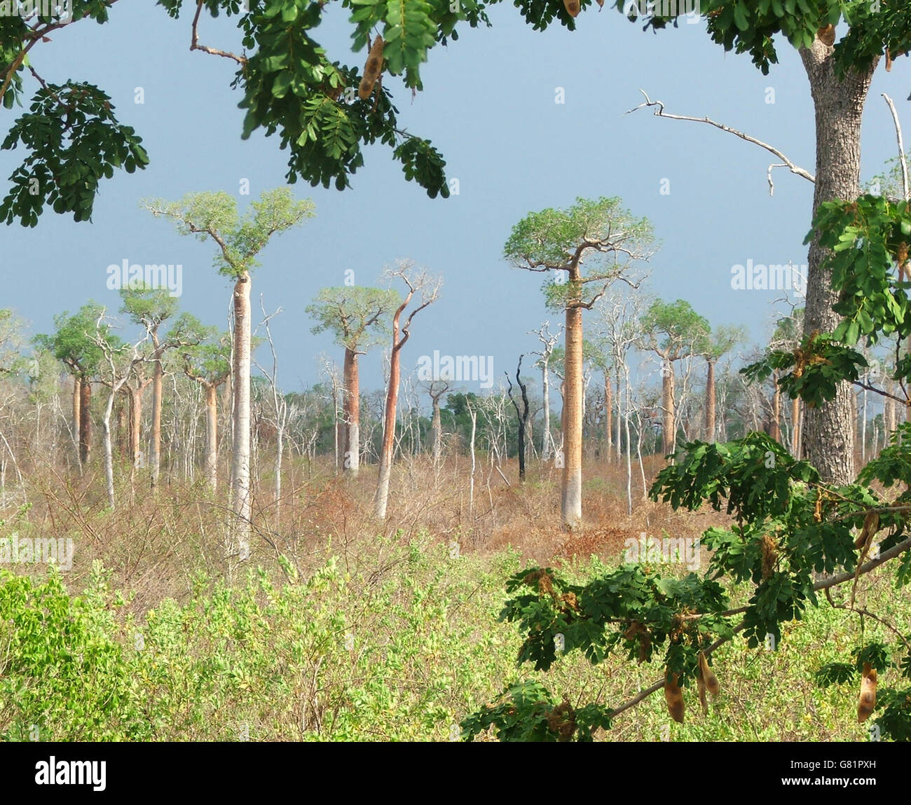 Madagascar dry deciduous forests hi-res stock photography and images ...
