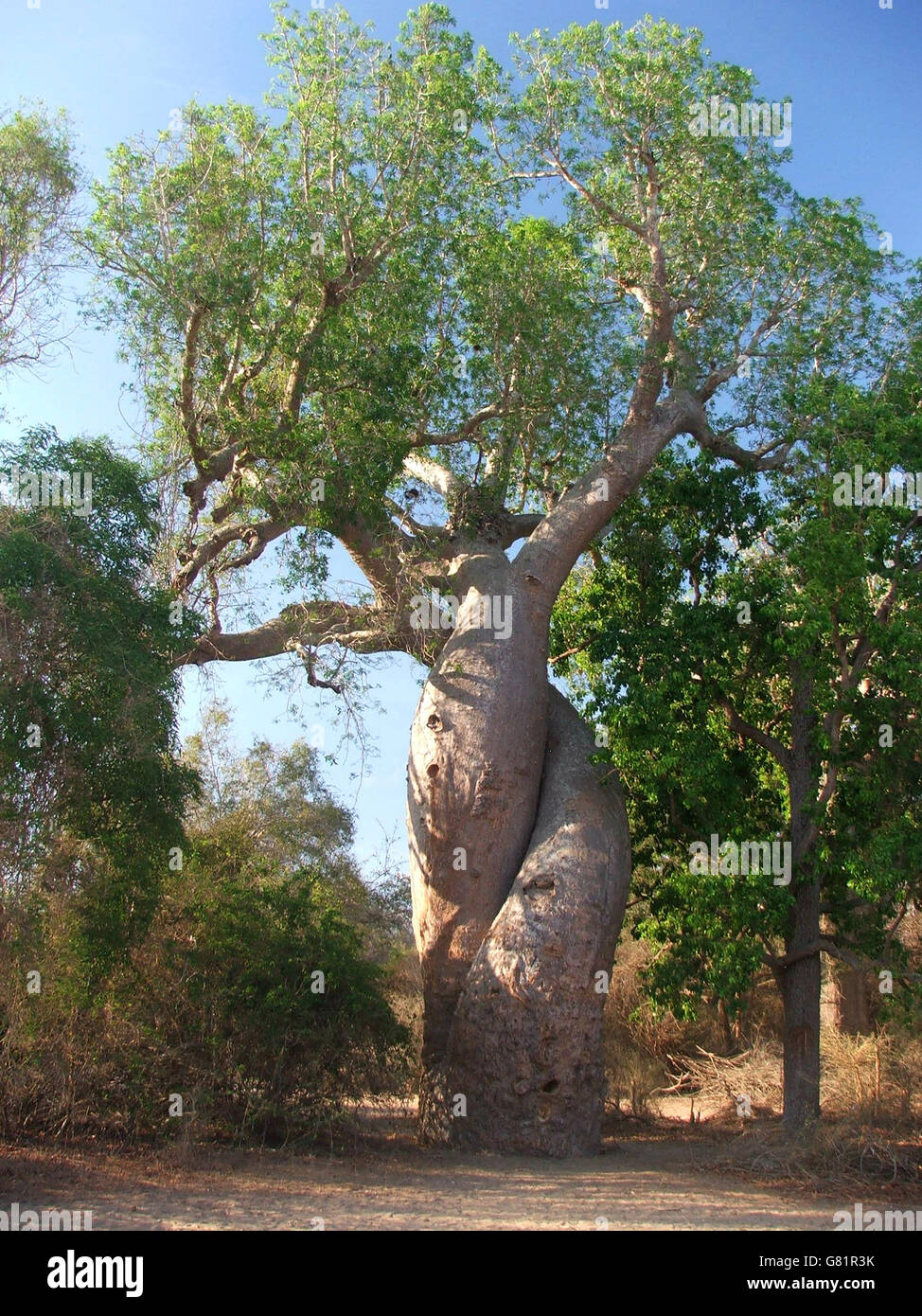 Twisted baobab tree hi-res stock photography and images - Alamy
