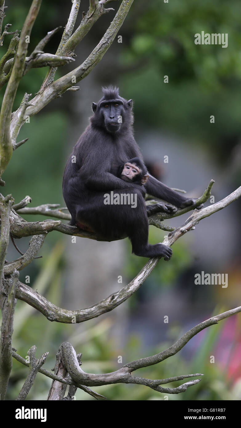 News irish monkeys hi-res stock photography and images - Alamy