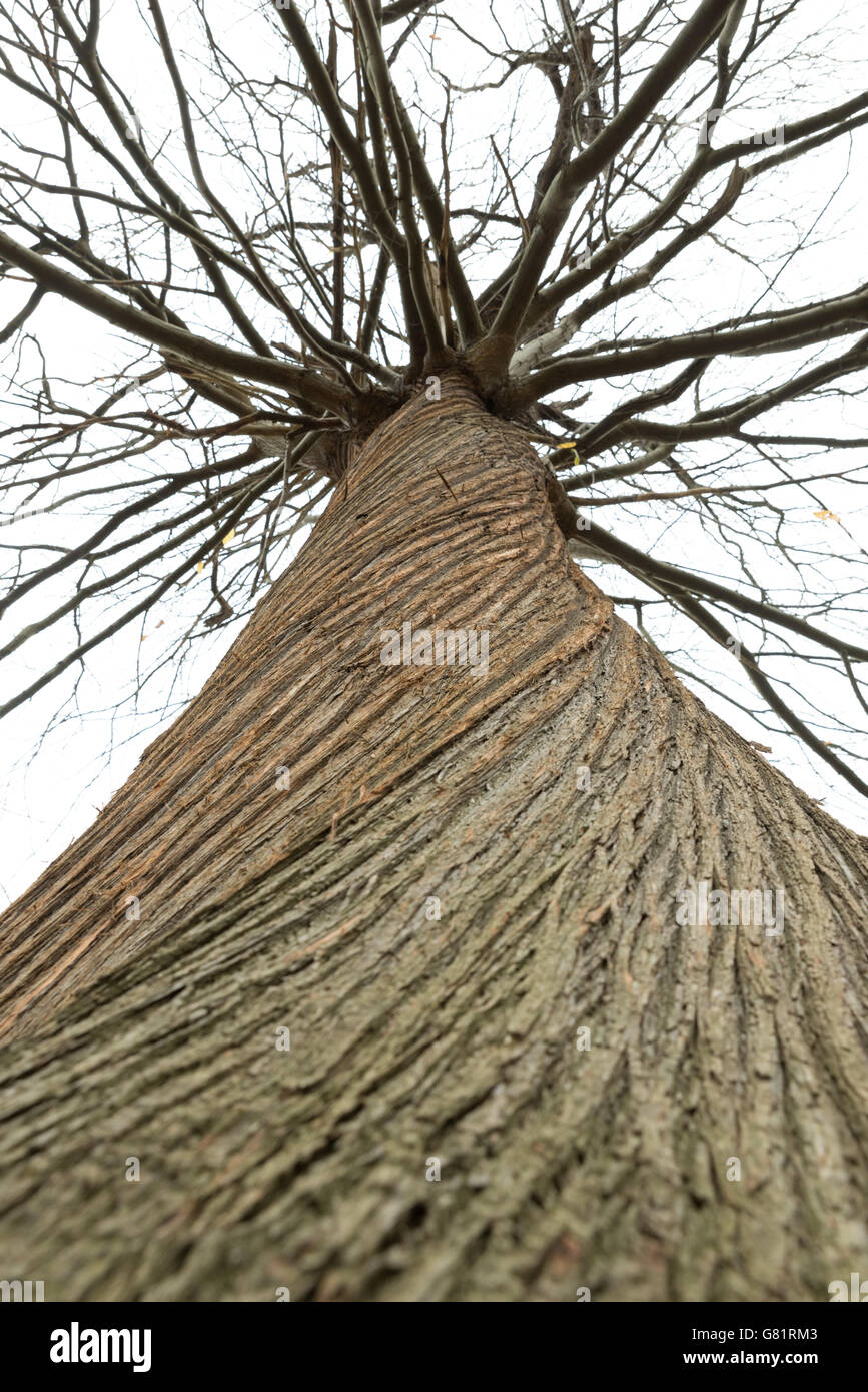 A twisted tree in Richmond Park Stock Photo - Alamy
