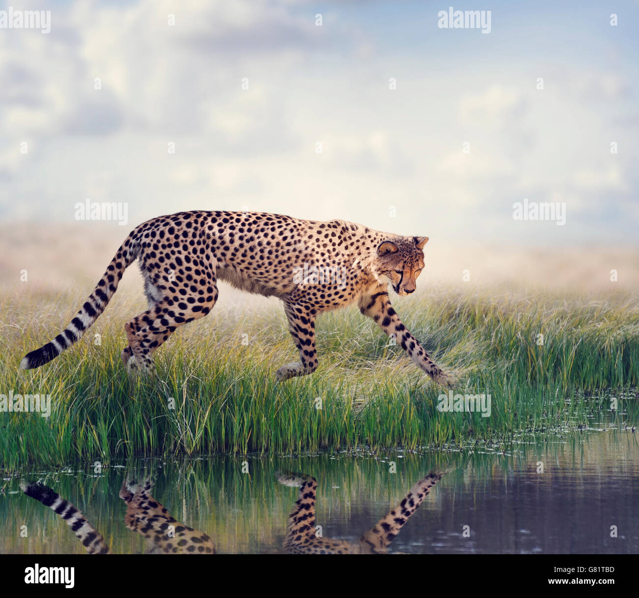 Cheetah running hi-res stock photography and images - Alamy