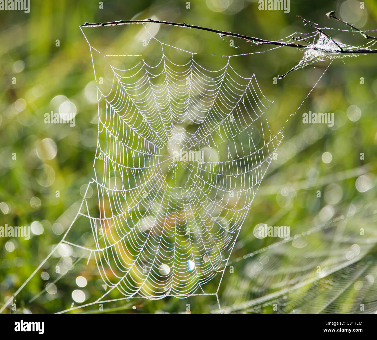 spider web covered in water drops Stock Photo - Alamy