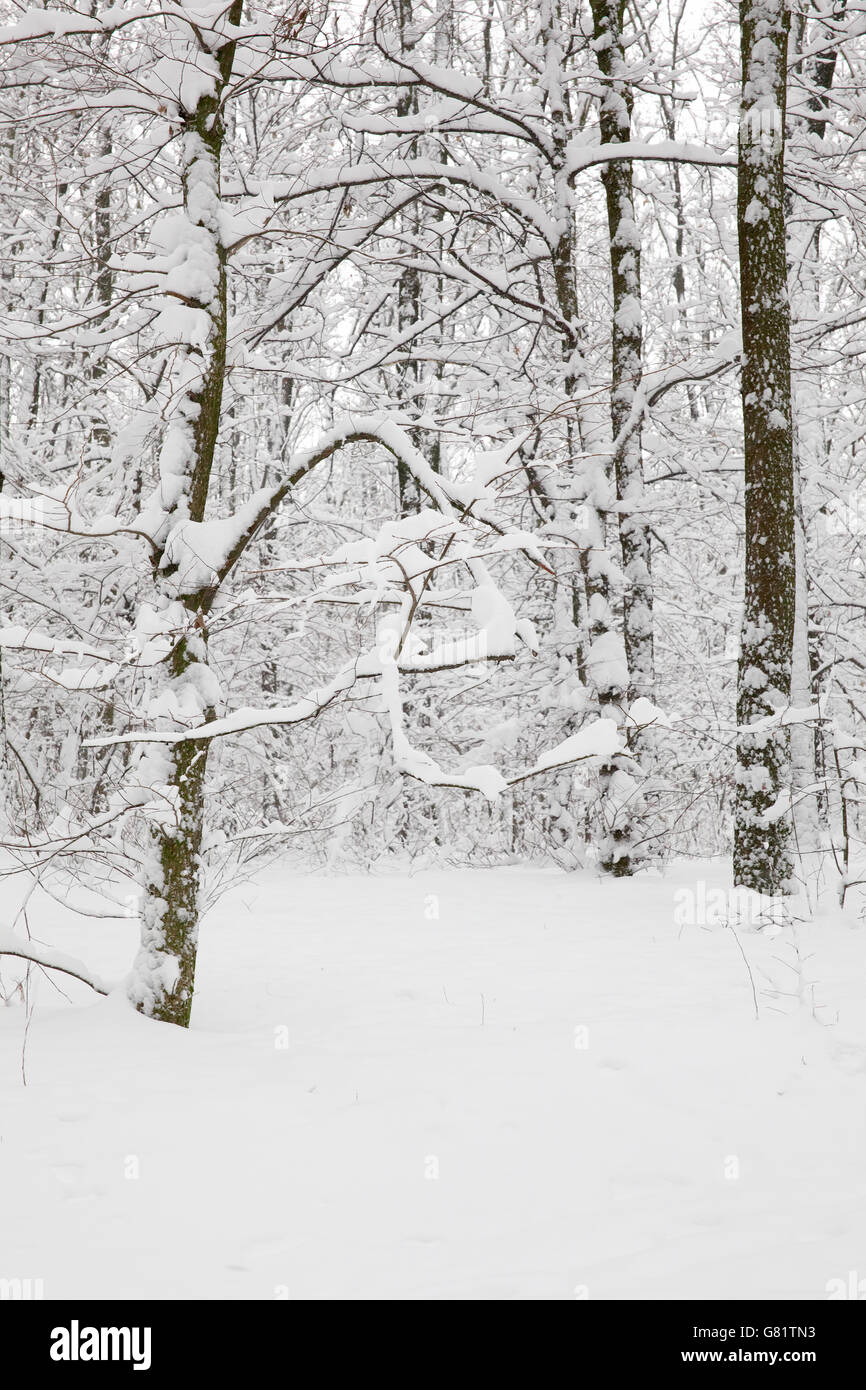 Deciduous trees in the forest during the snowfall Stock Photo - Alamy