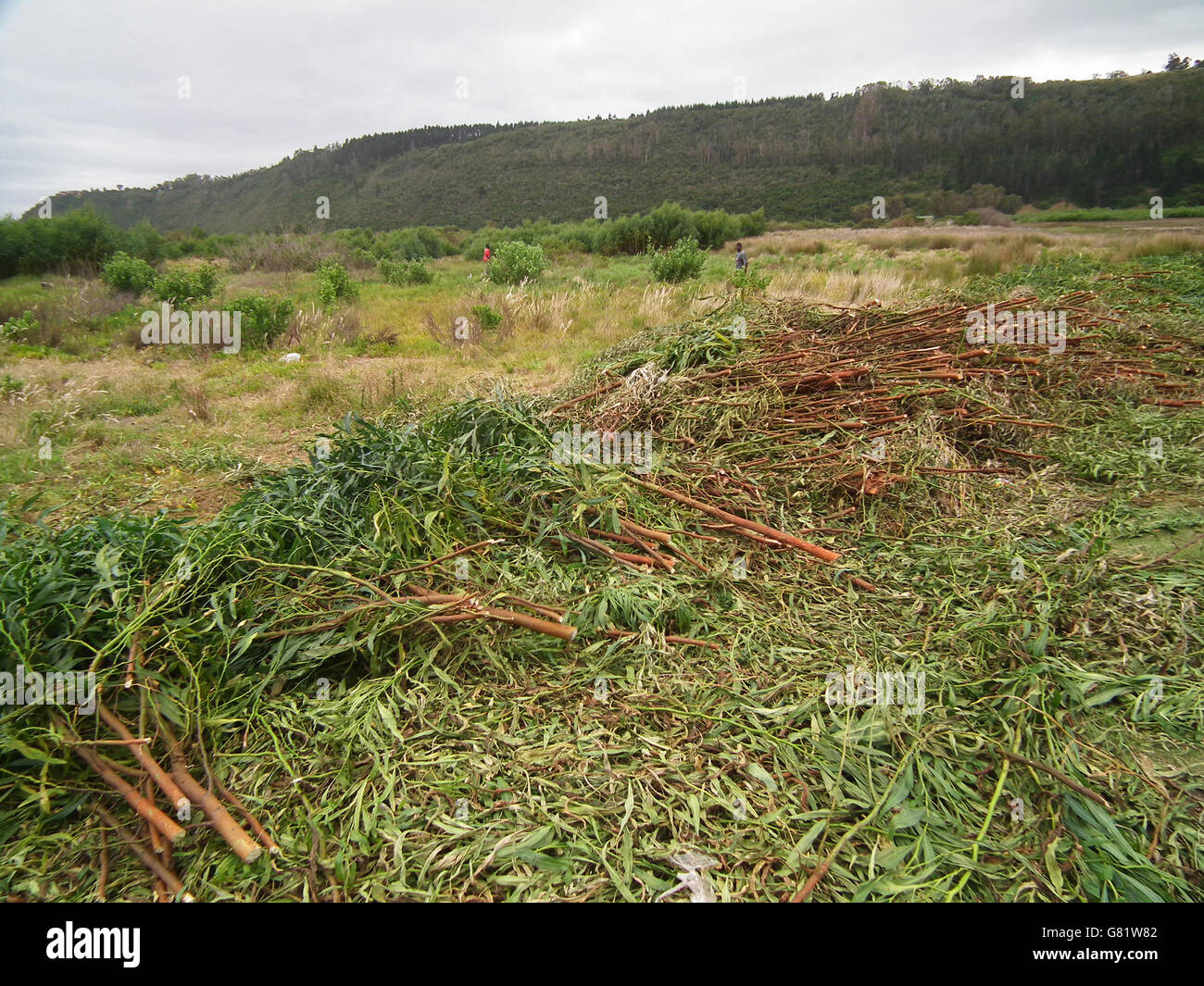Alien plant removal, South Africa Stock Photo - Alamy
