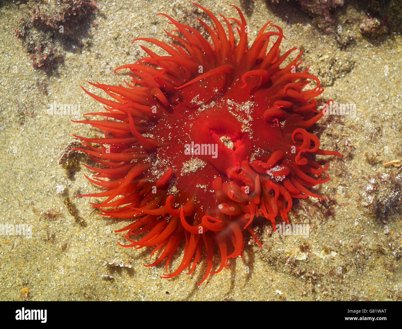 Anemone in sea gerickes point hi-res stock photography and images - Alamy