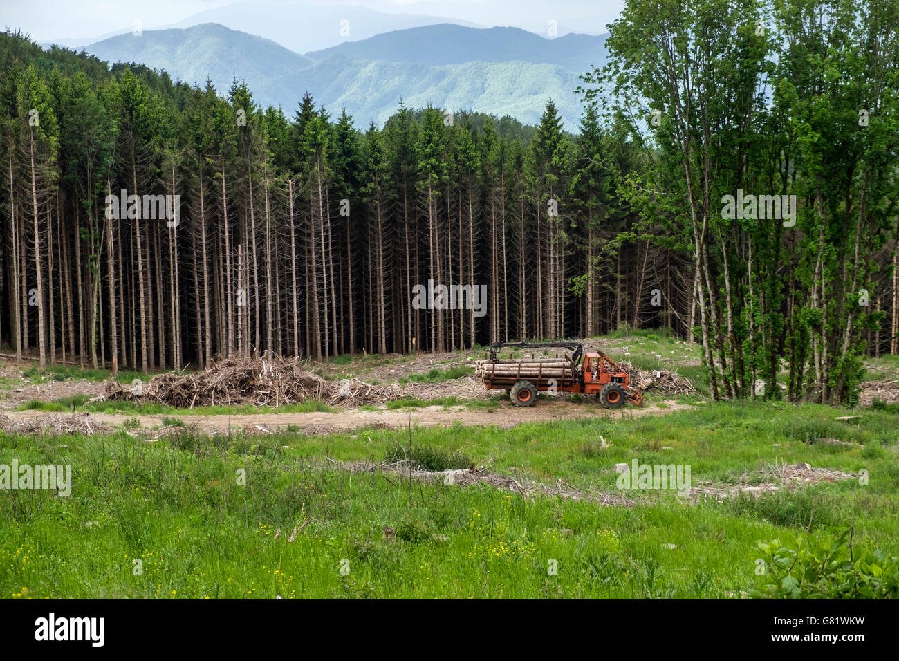 Tuscany pine forest hi-res stock photography and images - Alamy