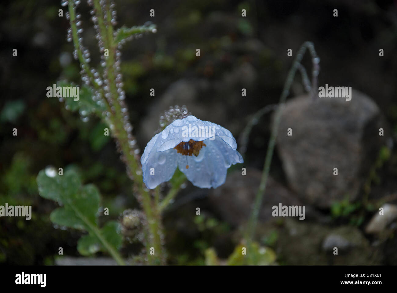 Blue Poppy, a rare Himalayan flower, Valley of Flowers, Uttarakhand ...