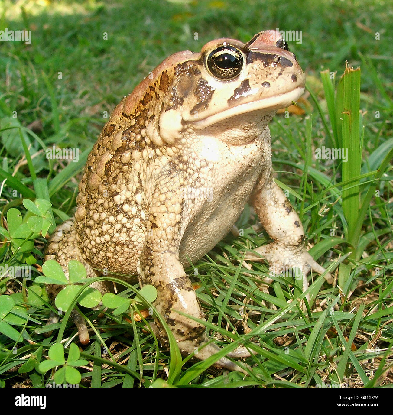 American toad hi-res stock photography and images - Alamy