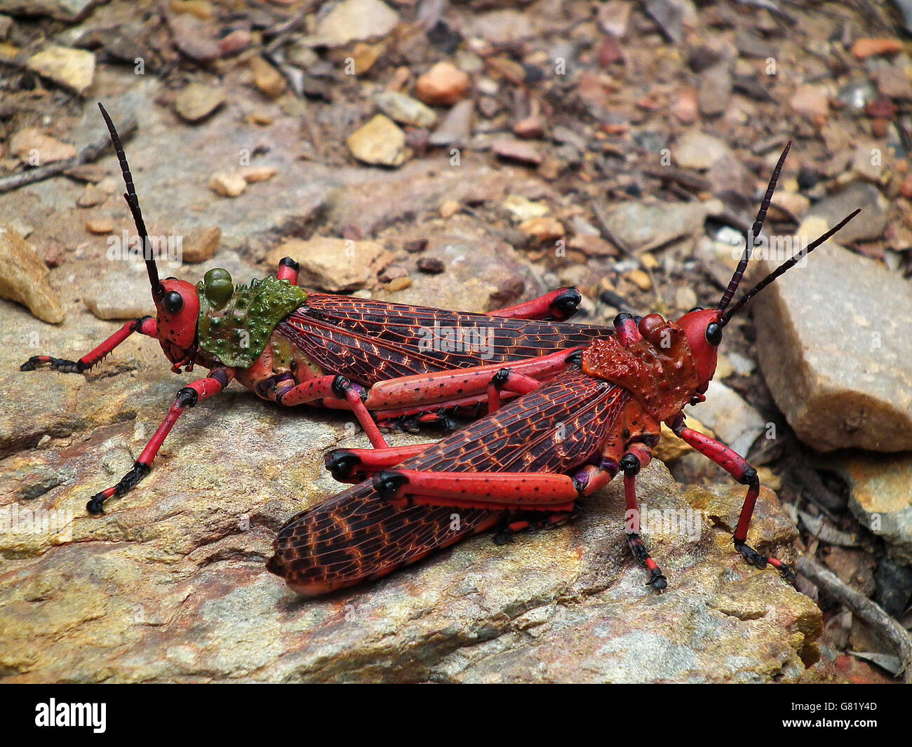 South african grasshopper hi-res stock photography and images - Alamy