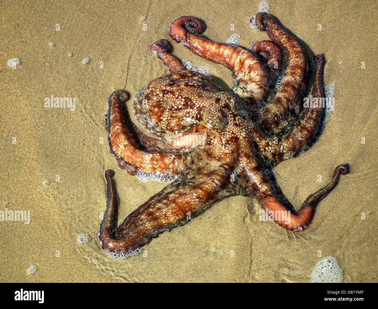 Octopus top views hi-res stock photography and images - Alamy