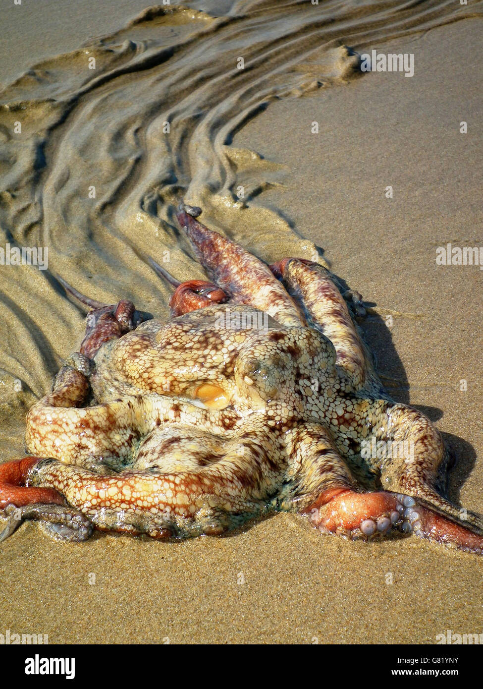 Octopuses on beach hi-res stock photography and images - Alamy