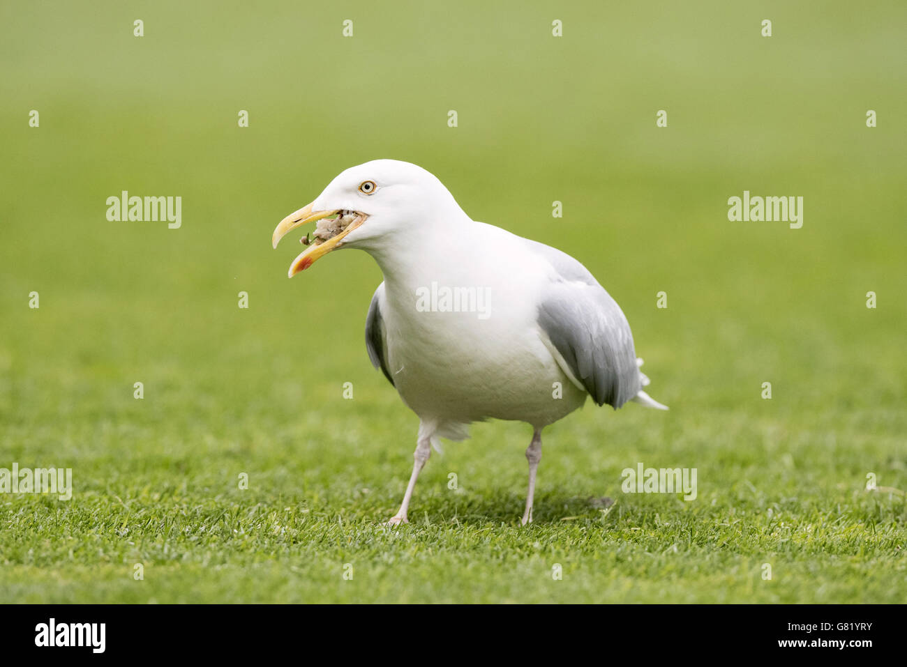 A general view of pittodrie stadium hi-res stock photography and images ...