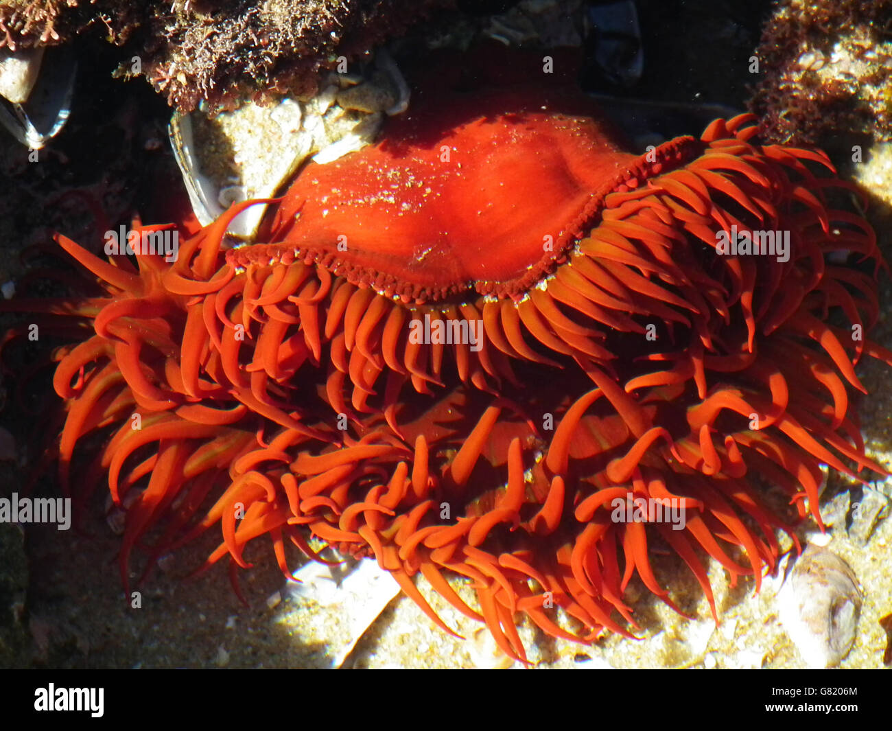 Anemone in sea gerickes point hi-res stock photography and images - Alamy