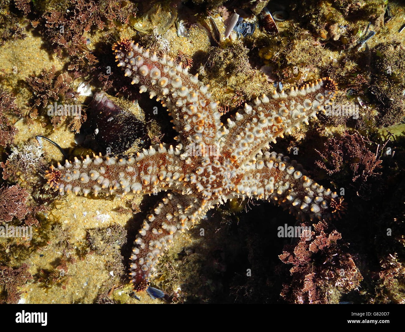Star fish hi-res stock photography and images - Alamy