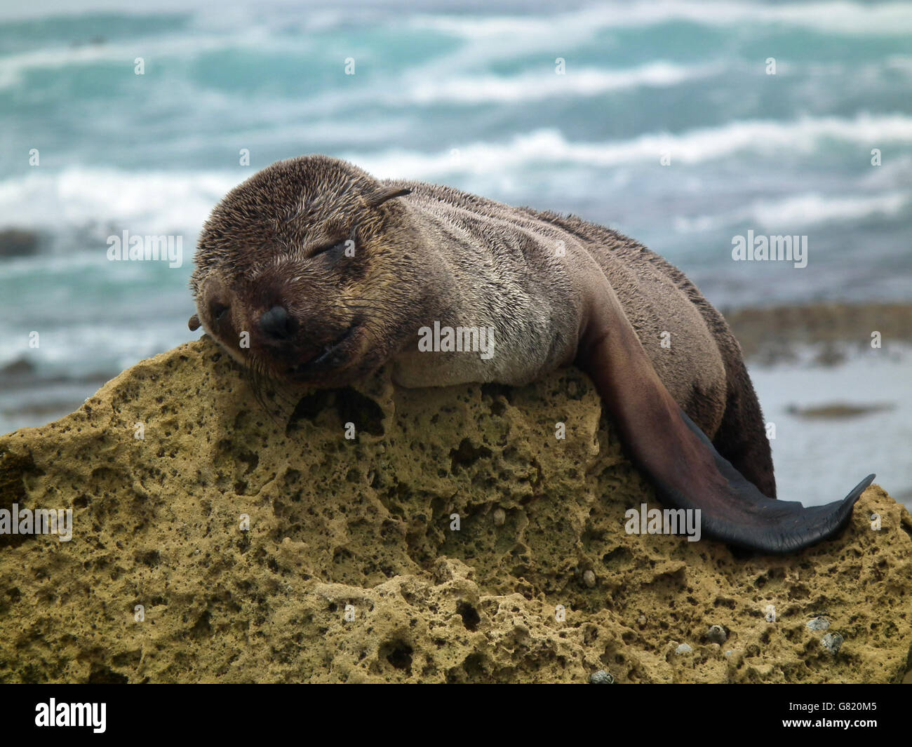 Cape fur seal pup sleeping on rock, (Arctocephalus pusillus), Western ...