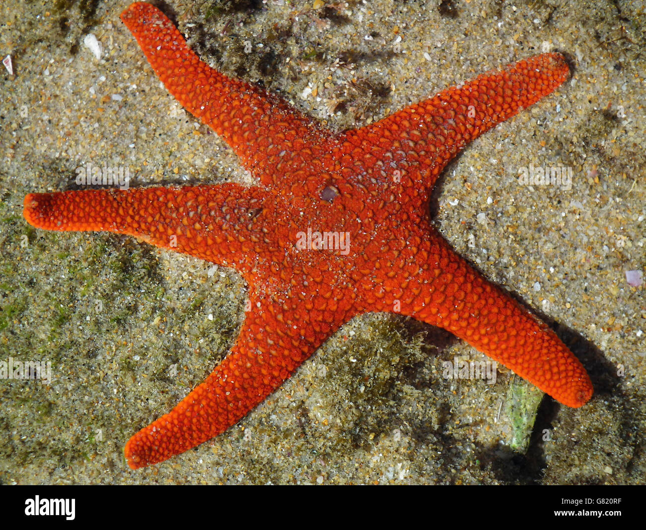 Smooth star fishes hi-res stock photography and images - Alamy