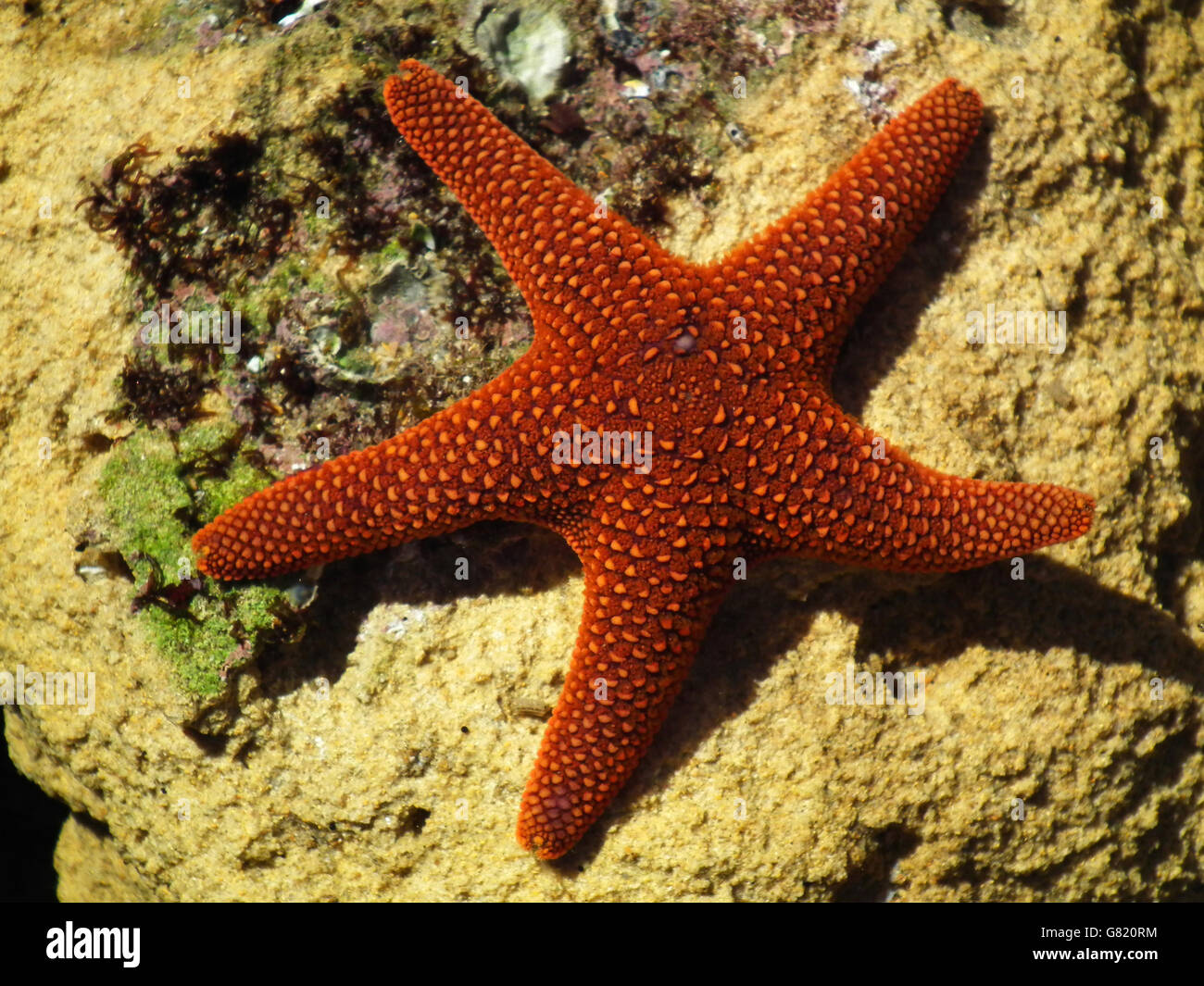 Smooth star fishes hi-res stock photography and images - Alamy