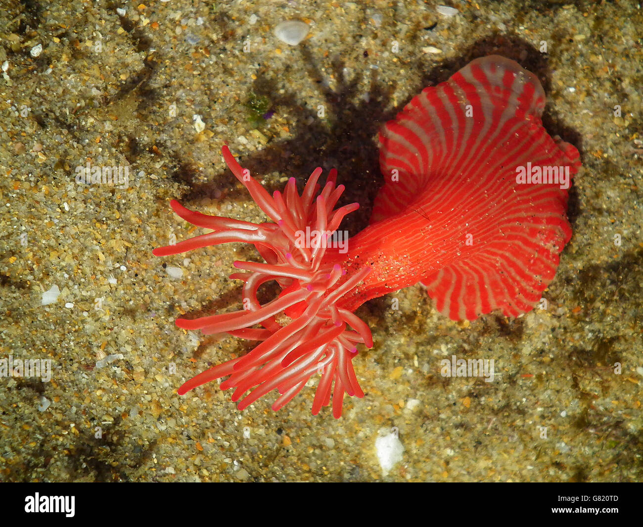 Anthothoe chilensis hi-res stock photography and images - Alamy
