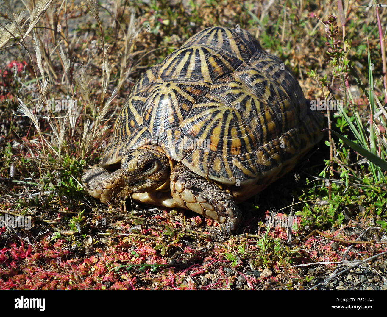 Bergers cape tortoise hi-res stock photography and images - Alamy