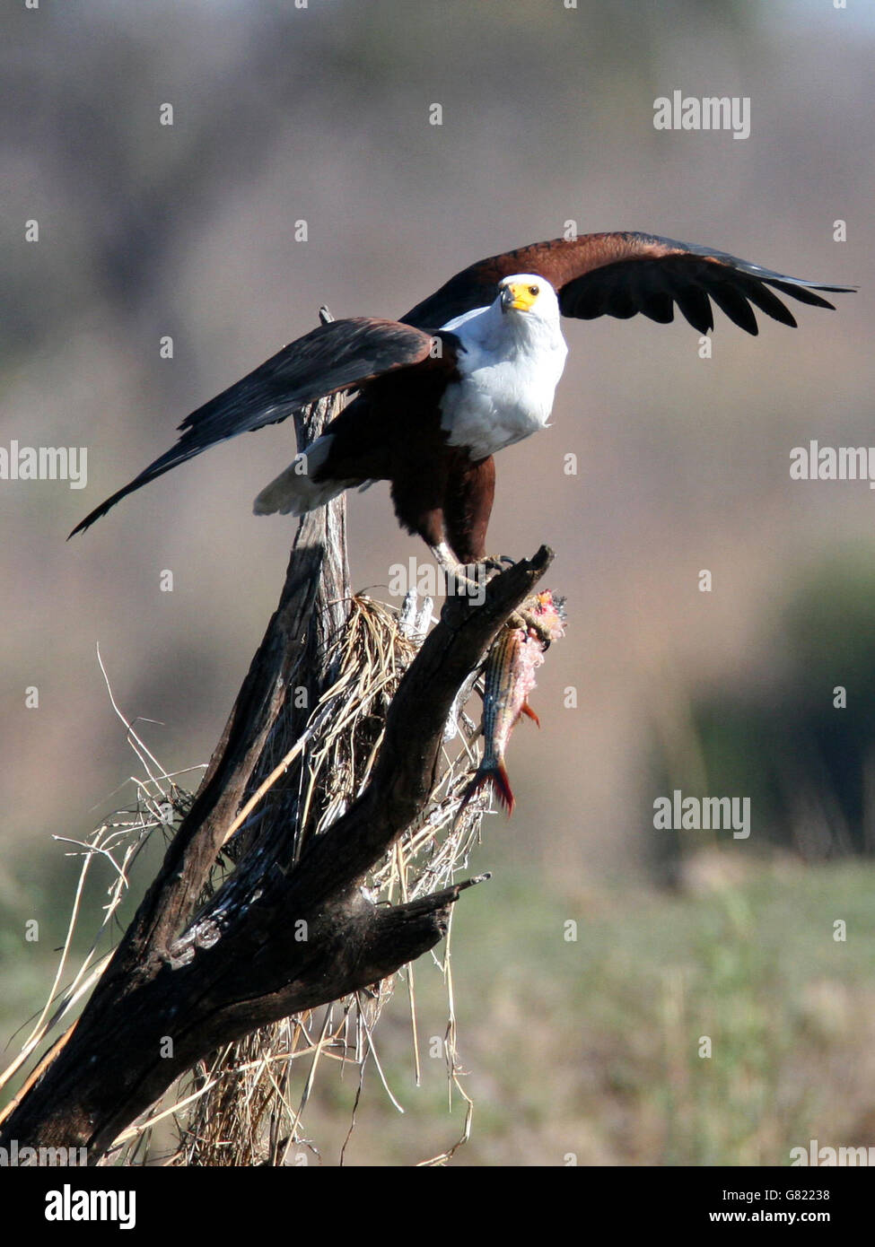 African Fish Eagle Namibia High Resolution Stock Photography and Images ...