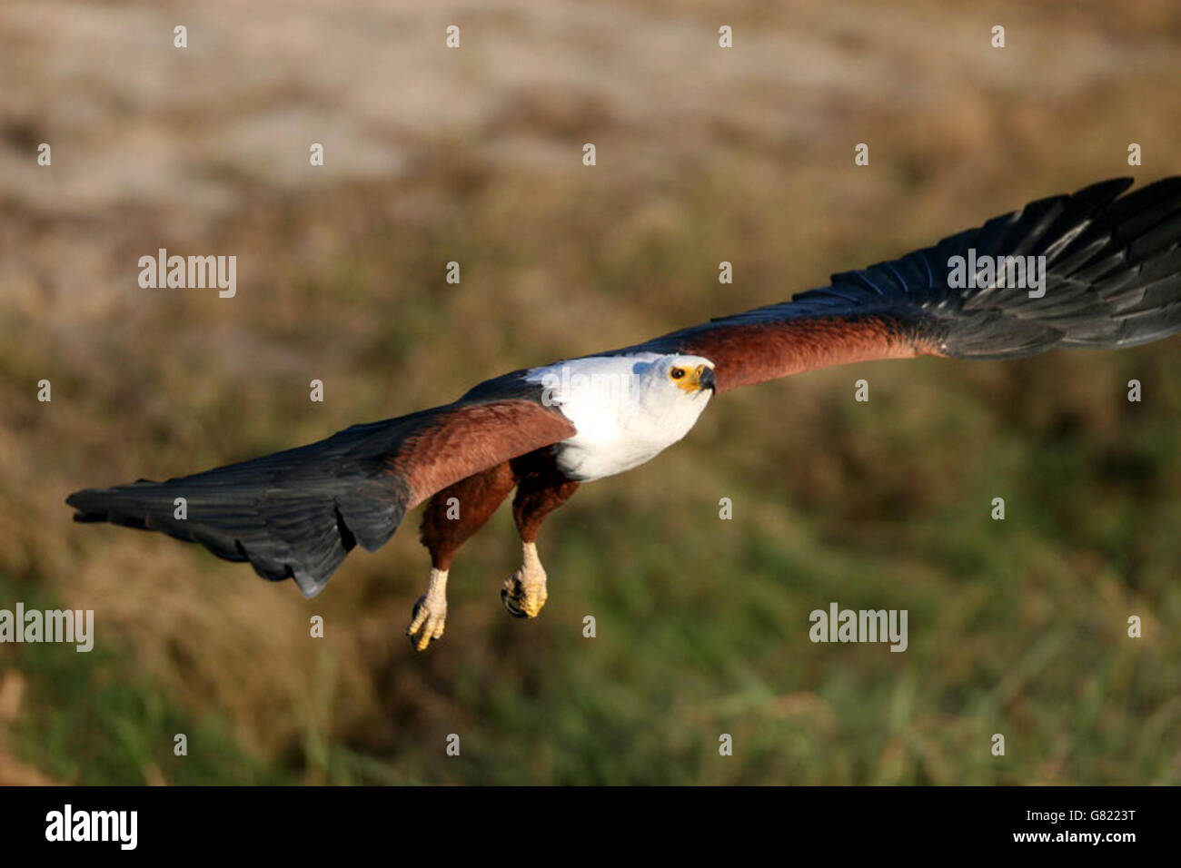 African Fish Eagle Namibia High Resolution Stock Photography and Images ...