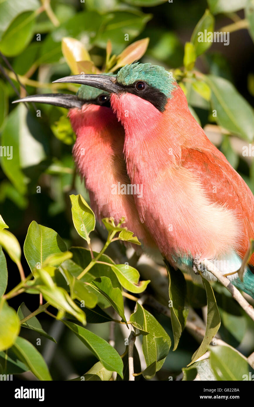 Lesley bee hi-res stock photography and images - Alamy