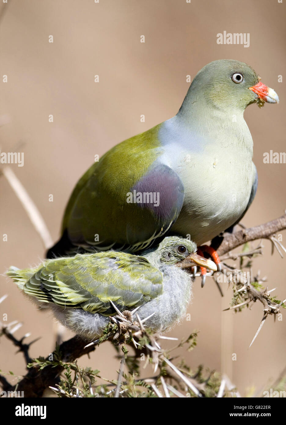 African green pigeon (Treron calvus), Kruger National Park, South ...