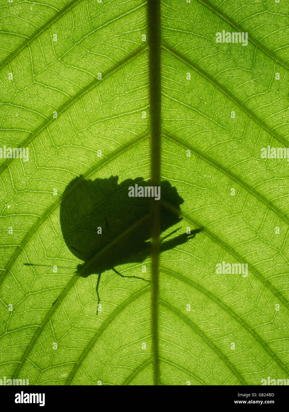 Insect shadow on leaf hi-res stock photography and images - Alamy