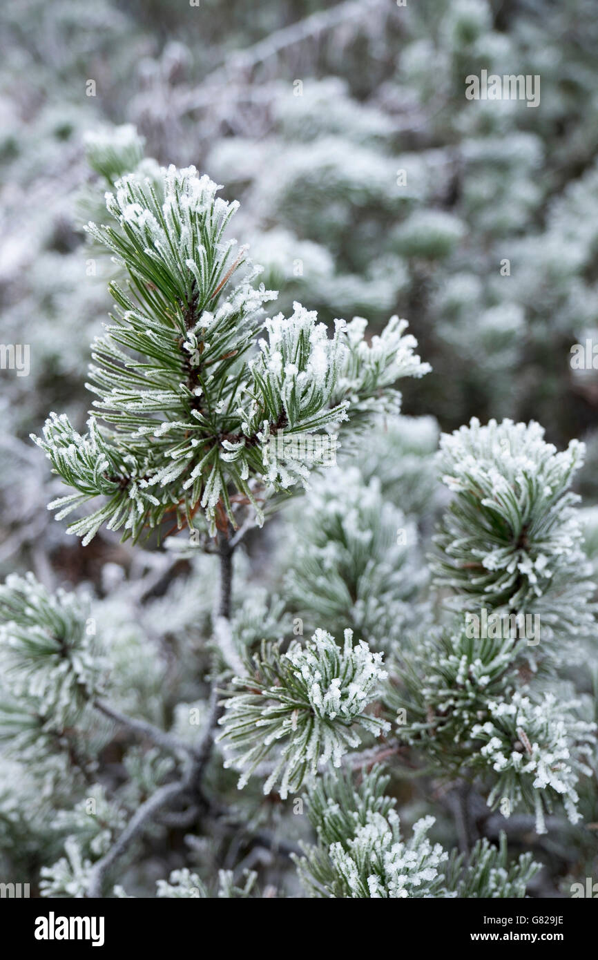 Photography pine tree hi-res stock photography and images - Alamy