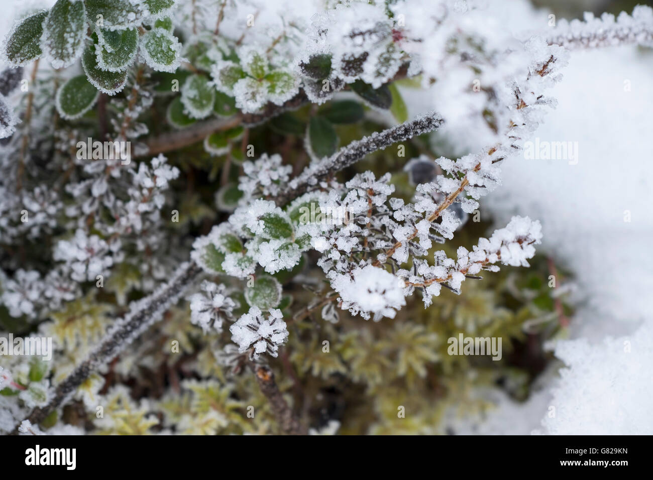 Frost on field hi-res stock photography and images - Alamy