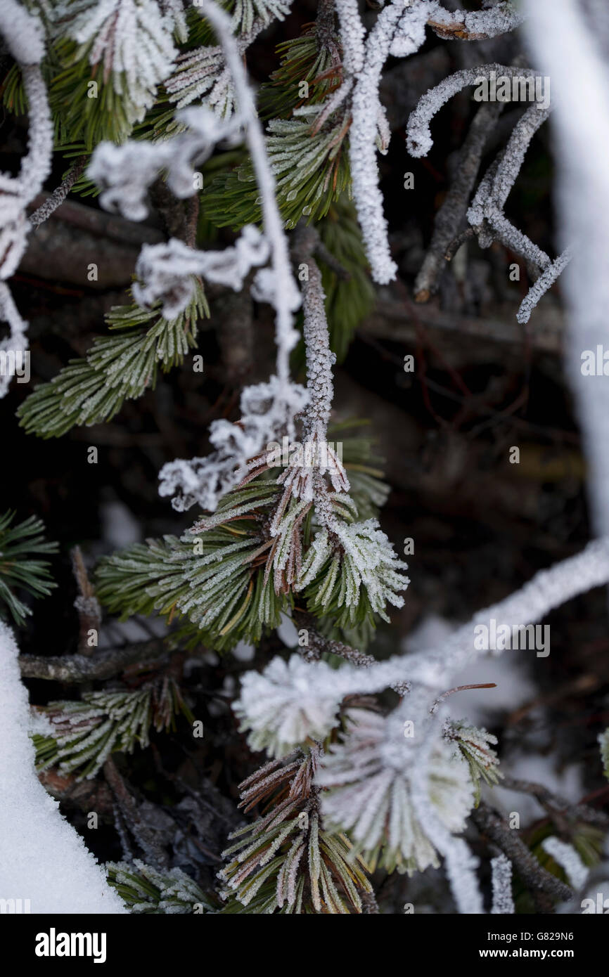 Close up frozen tree hi-res stock photography and images - Alamy