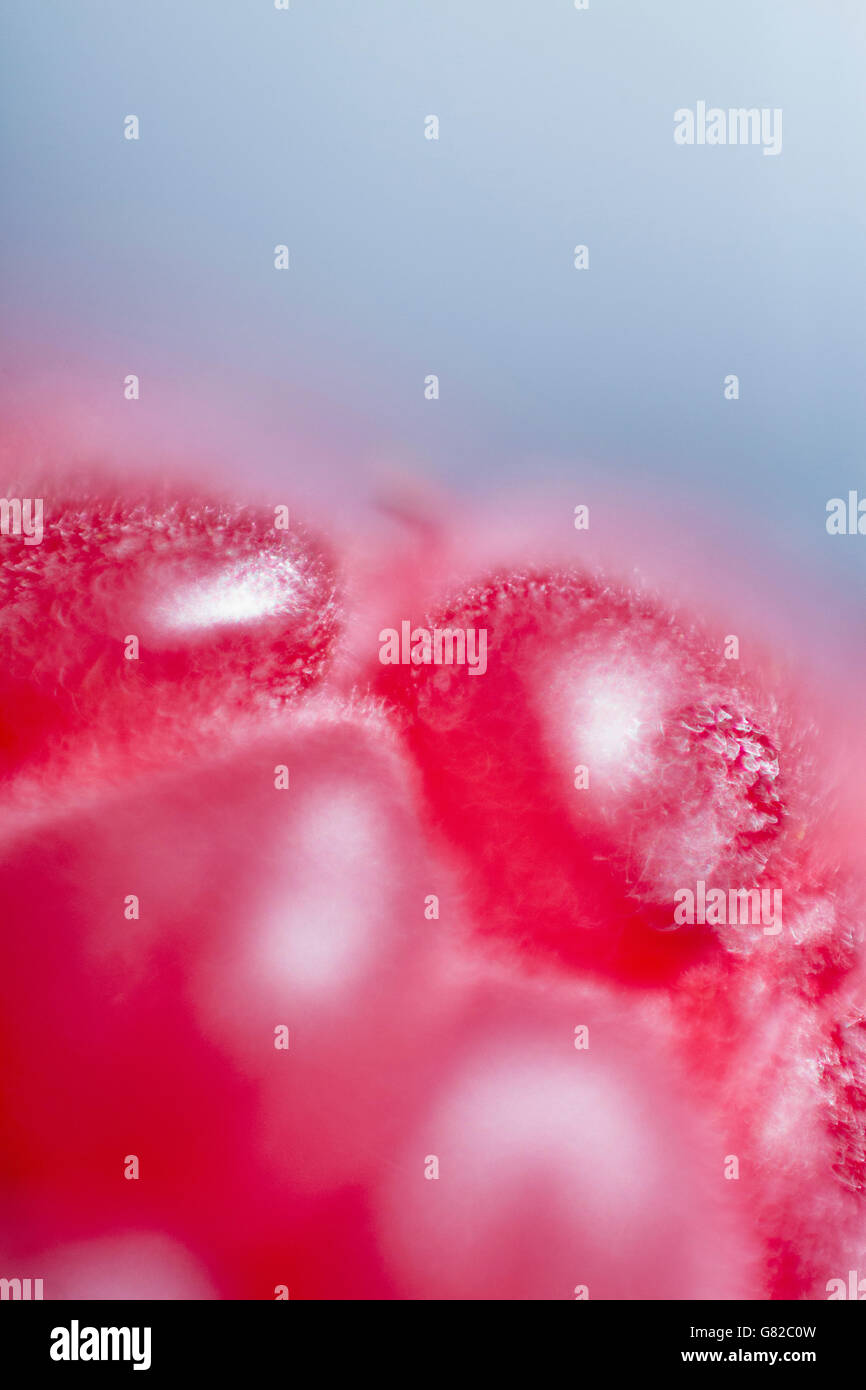 Extreme close-up of raspberry Stock Photo - Alamy