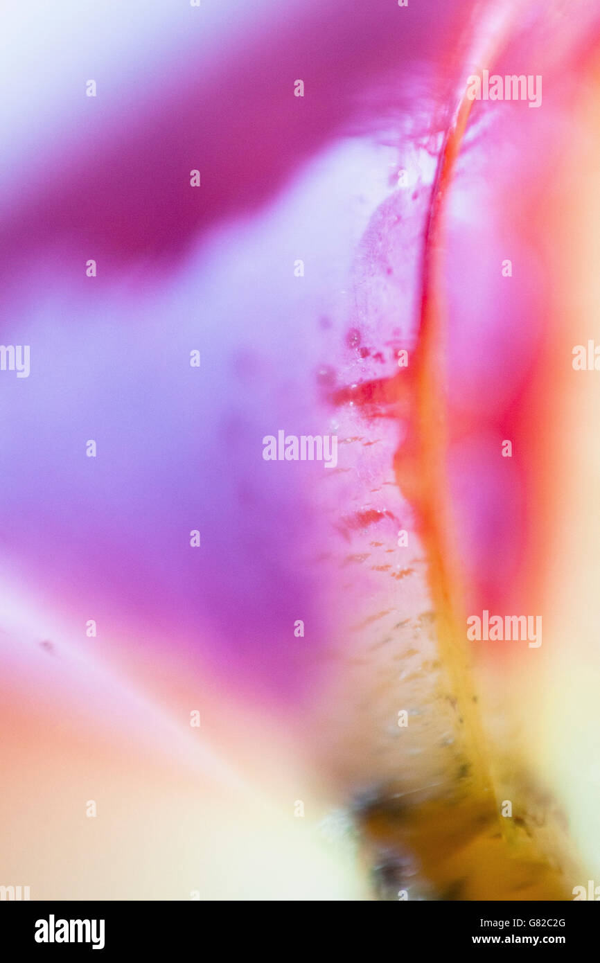 Extreme close-up of fresh plum Stock Photo - Alamy