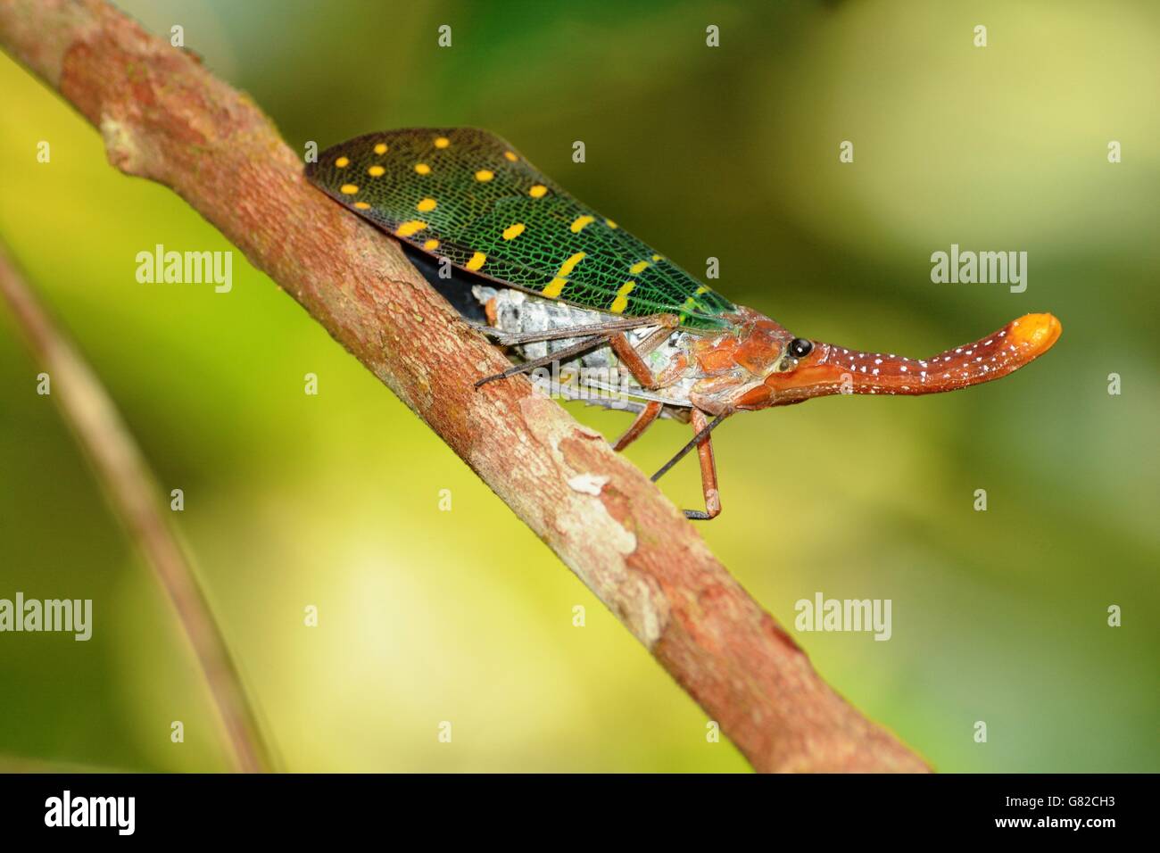 Lantern bug, Lawas Stock Photo - Alamy