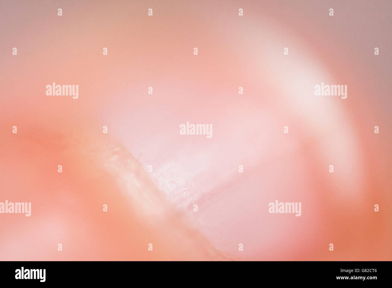 Fingernail close up hi-res stock photography and images - Alamy