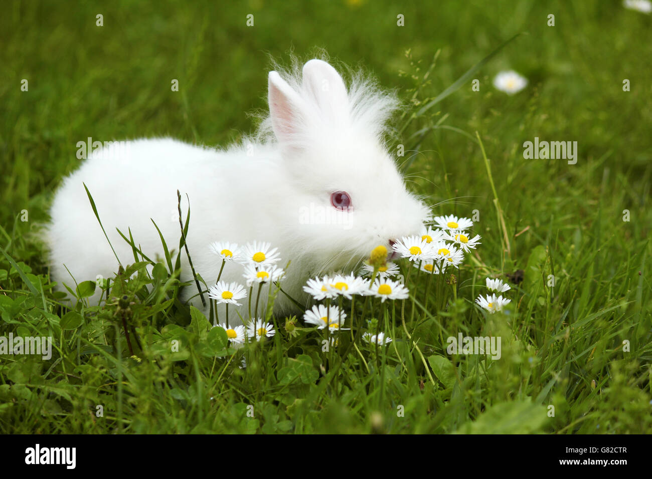 white dwarf bunny standing in grass Stock Photo - Alamy