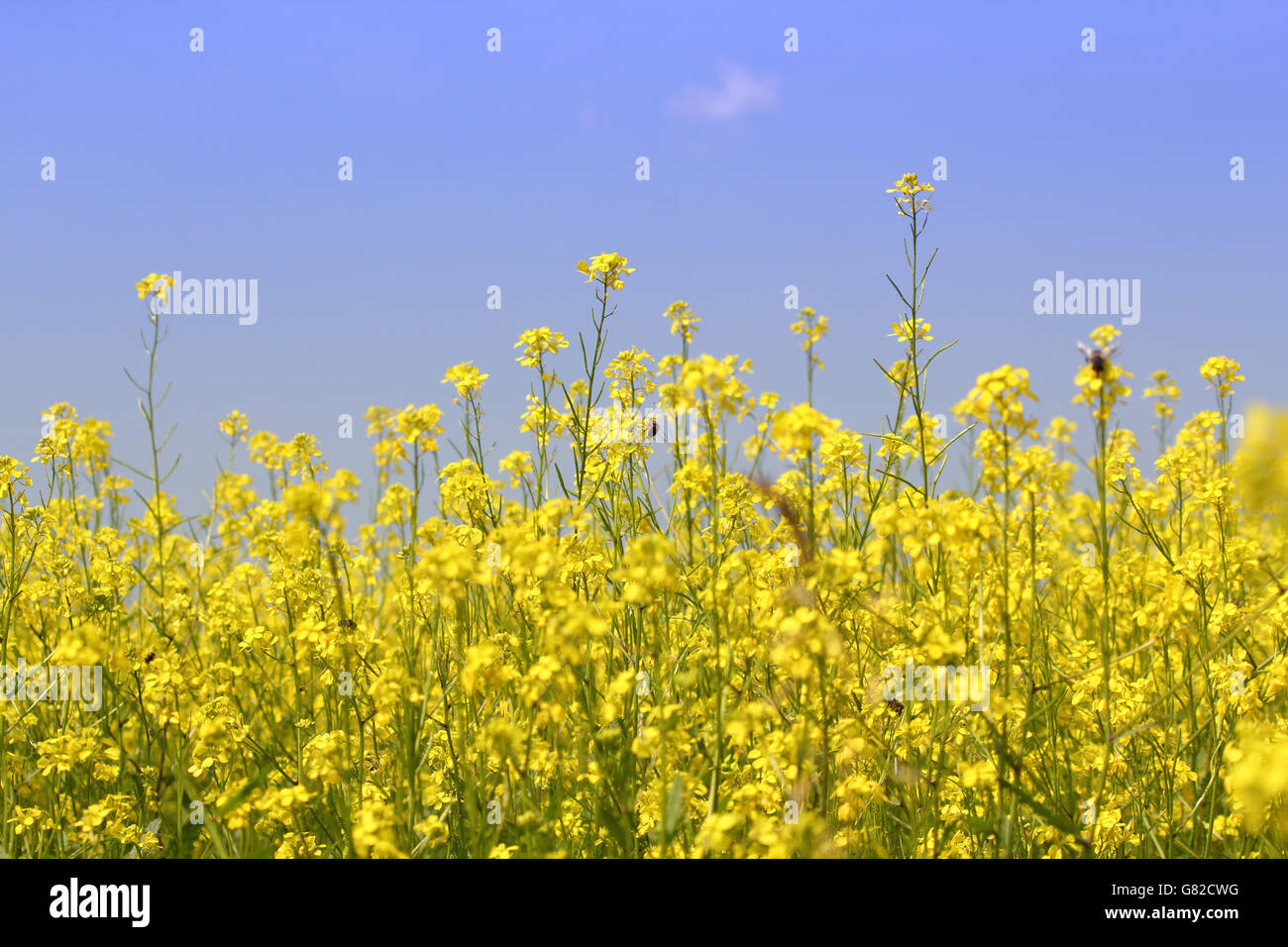 yellow flowers field Stock Photo - Alamy
