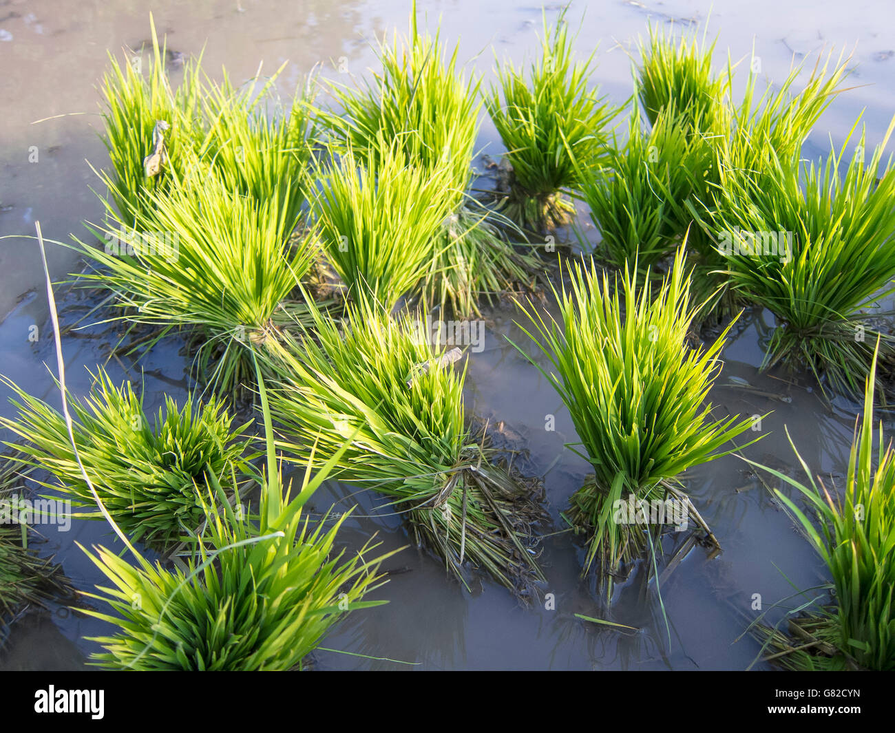 Bunches of rice plants hi-res stock photography and images - Alamy