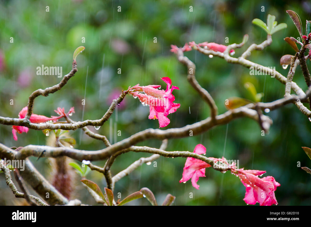 Close-up of pink flowers on tree during rainfall Stock Photo - Alamy