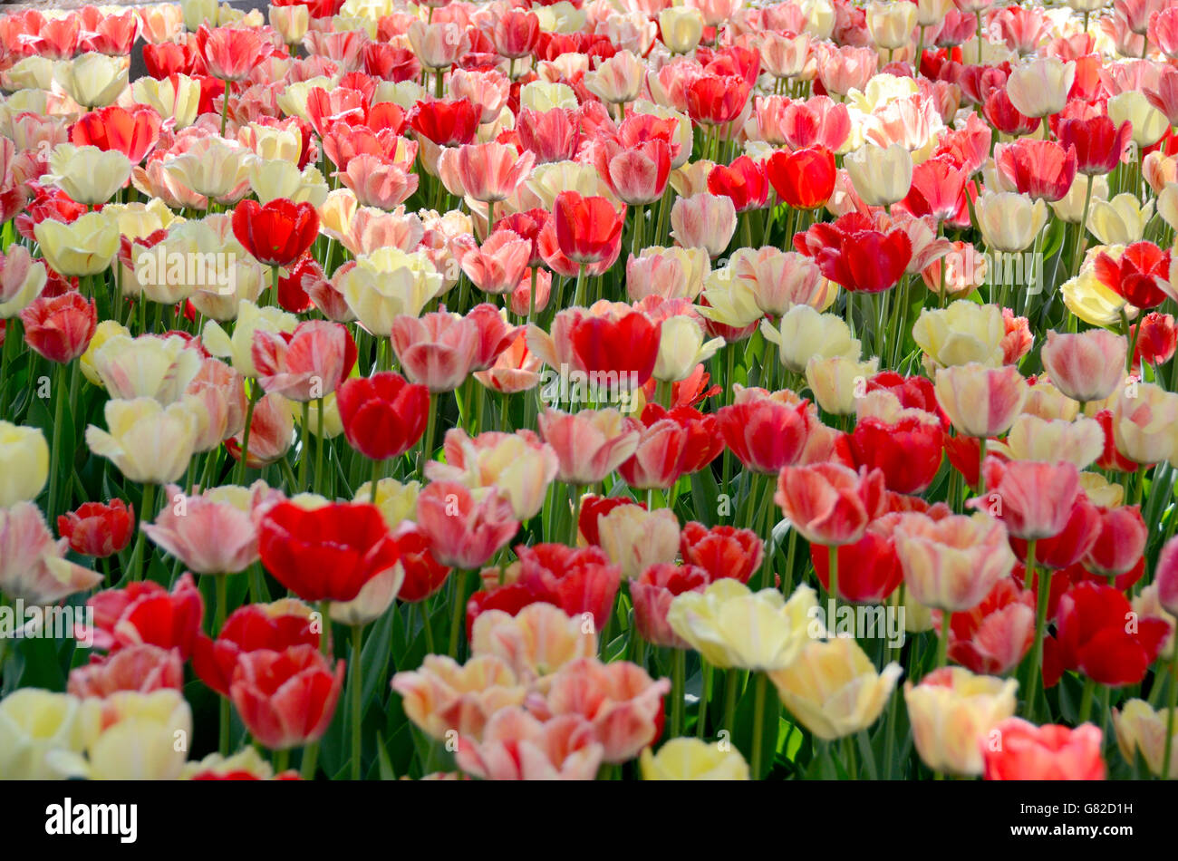 Tulip time festival in Holland, Michigan Stock Photo - Alamy