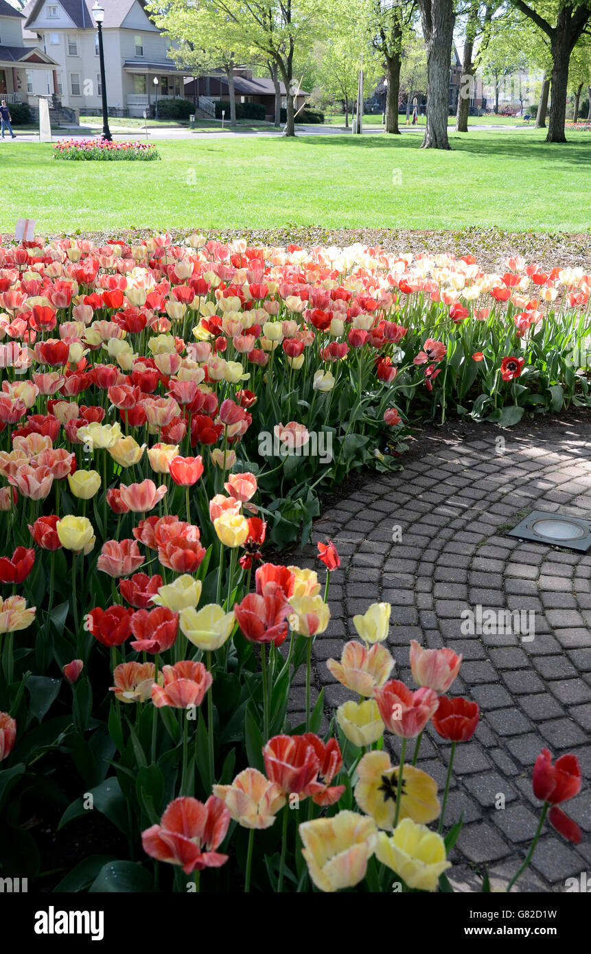 Spring tulips in downtown holland hi-res stock photography and images ...