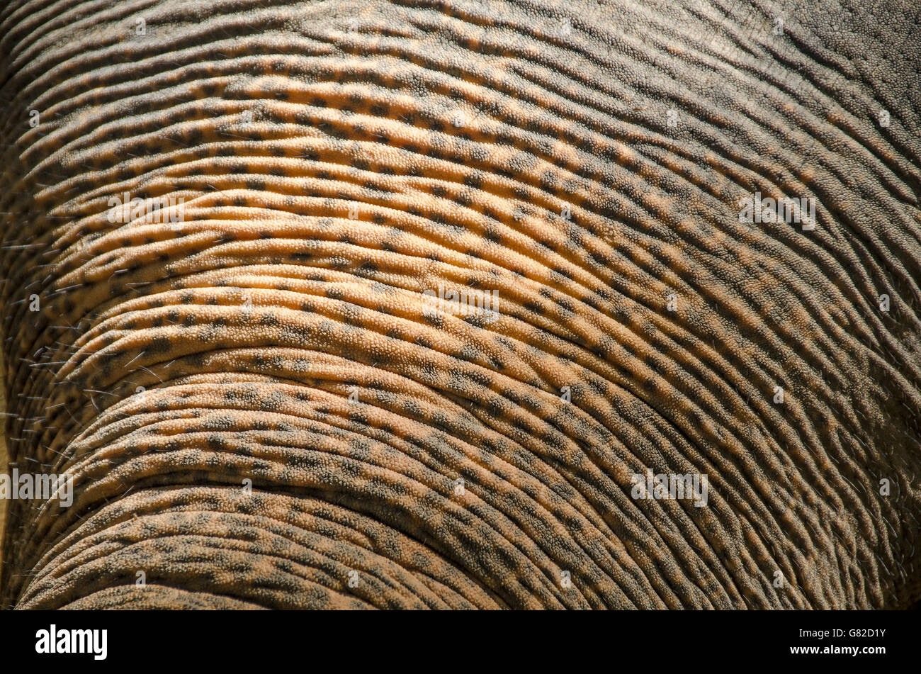 Full body of elephant hi-res stock photography and images - Alamy