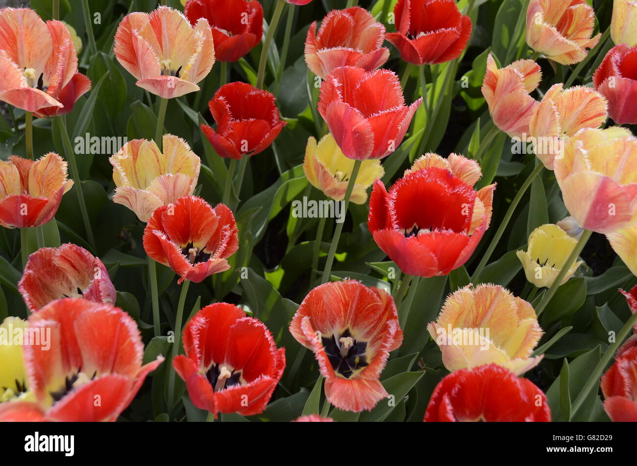 Tulip time festival in Holland, Michigan Stock Photo - Alamy