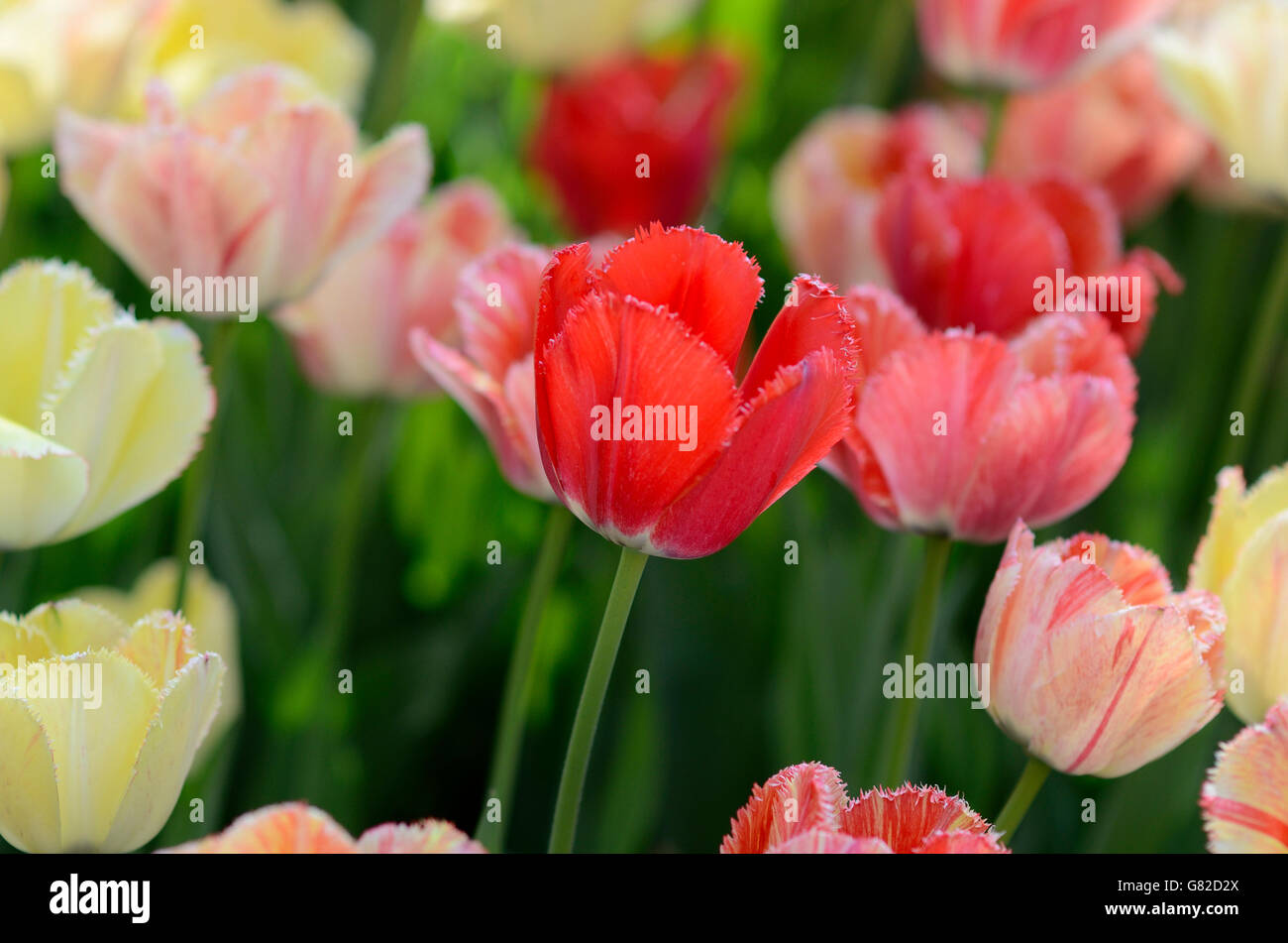 Tulip time festival in Holland, Michigan Stock Photo - Alamy