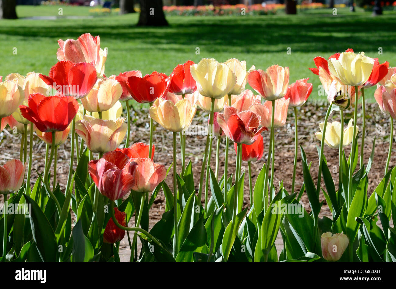Tulip time festival in Holland, Michigan Stock Photo - Alamy