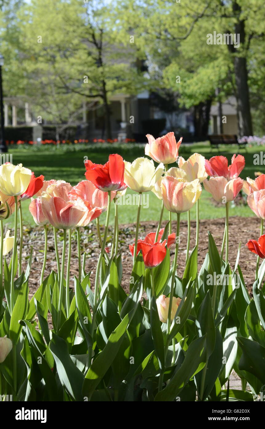 Tulip time festival in Holland, Michigan Stock Photo - Alamy