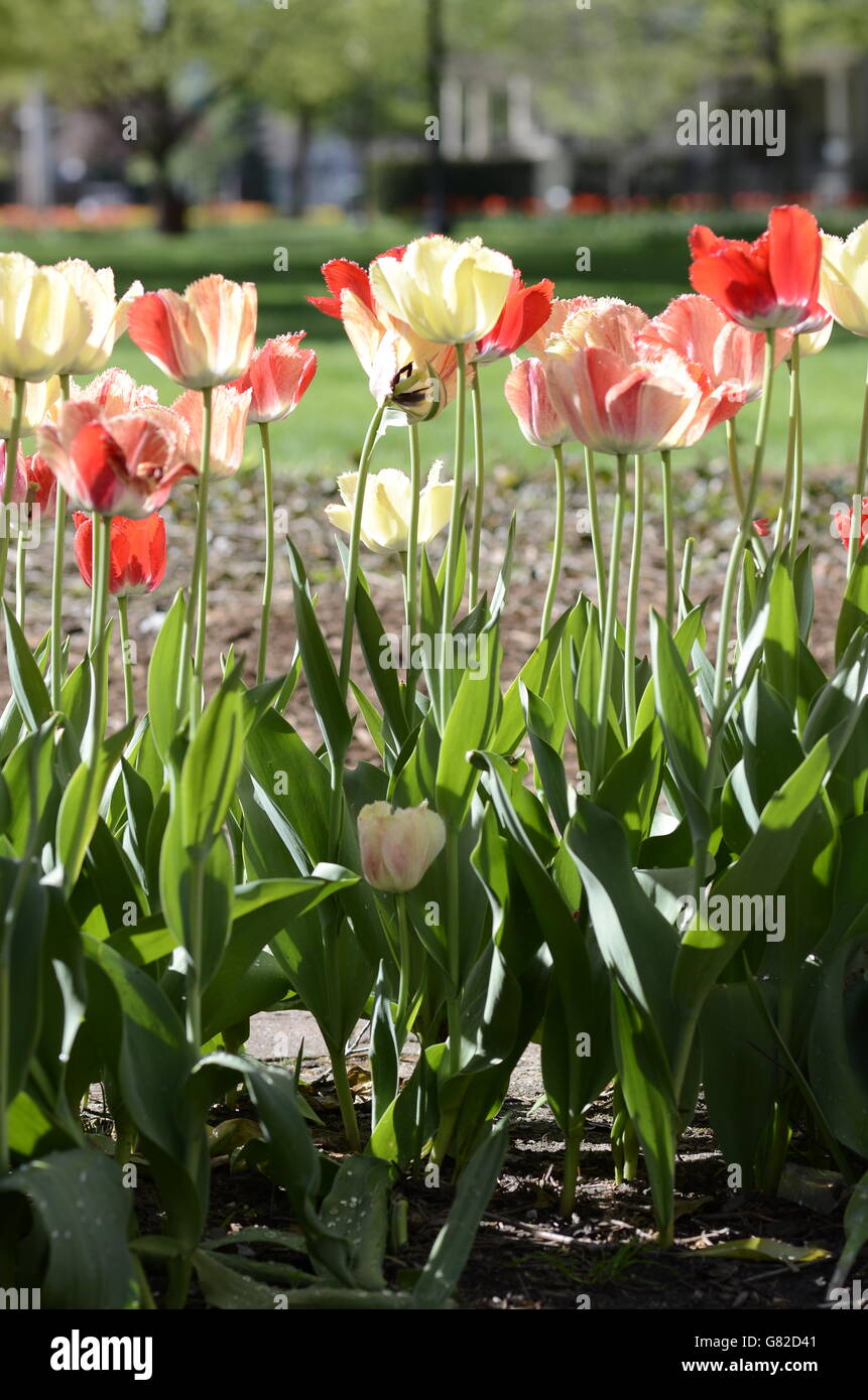 Tulip time festival in Holland, Michigan Stock Photo - Alamy