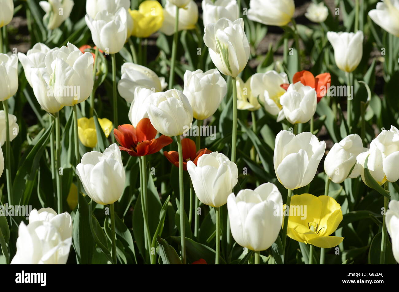Tulip time festival in Holland, Michigan Stock Photo - Alamy